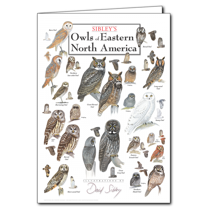 Notecard Sibley's Owls of East North America – Florida's History Shop
